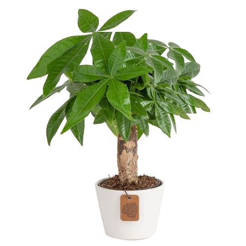 8 Cat-Safe Indoor Trees You Can Keep At Home Without Harming Kitty