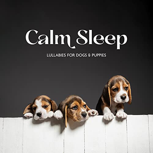 Play Calm Sleep Lullabies for Dogs & Puppies: Soothing Music to Help ...