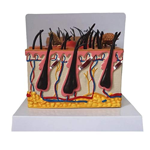 Fhuili Canine Dog Skin Anatomical Model Educational Model Of The Dog ...