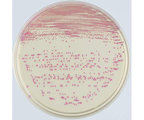 Amazon | ベクトン・ディッキンソン BD BBL TM CHROMagar TM MRSA II 寒天培地 20枚 252353 ...