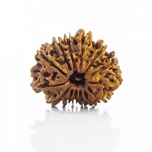 Earthmine Gems चौदह मुखी रुद्राक्ष 14 Mukhi Rudraksha Original ...
