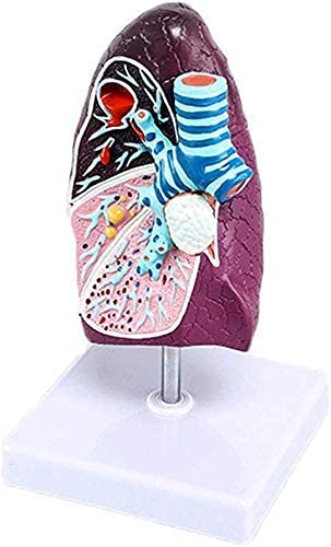 Buy QHYTL Anatomical Model for Art, Human Lung Model, Lung Model Set ...
