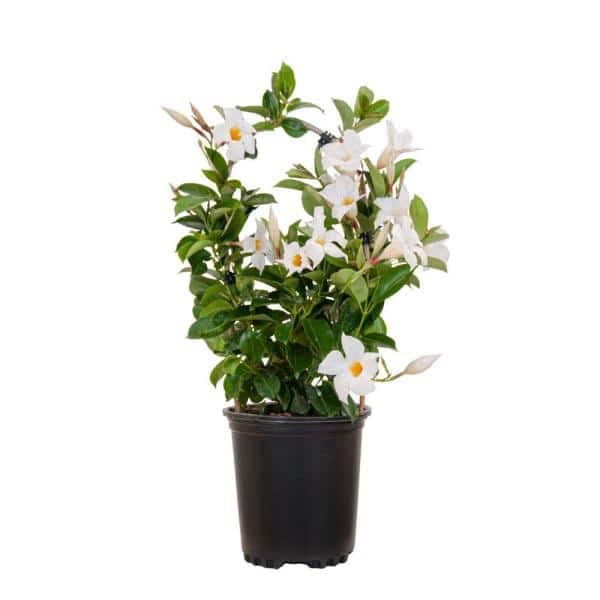 Cloud Farm Mandavilla White Hybrid Live Plant CF103 : Amazon.in: Garden ...