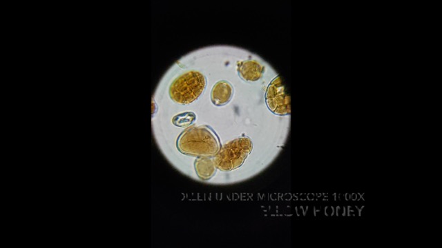 Watch Pollen Grains of Yellow Tualang Honey under Microscope on Amazon Live