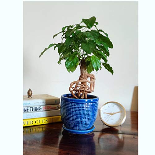Abana Homes Radermachera Sinica Air Purifier Bonsai Tree – Real Live ...