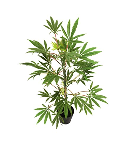 Hanfpflanzen Arten – Die 15 besten Produkte im Vergleich & Angebote ...