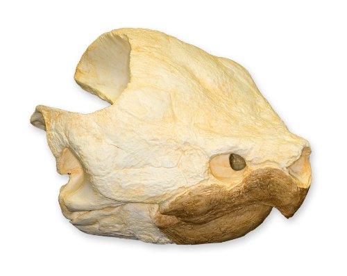 Alligator Snapping Turtle Skull (Teaching Quality Replica): Animal ...