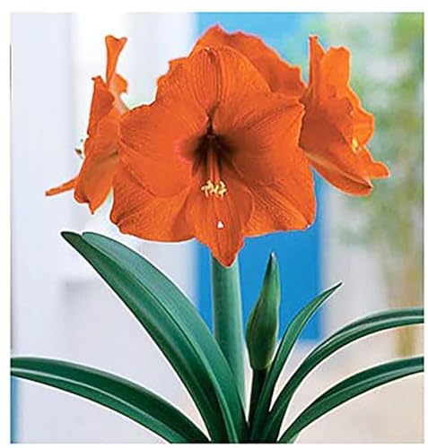 How to Save Your Amaryllis Bulb To Bloom Again Next Year