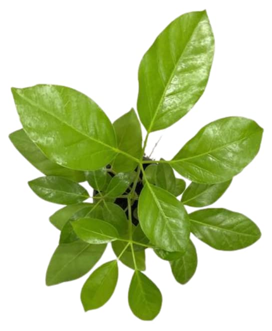 Garden Art Brassia Live Plant,Green plant Natural Indoor outdoor Air ...