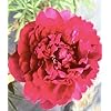 Amazon.com : Red Magic - Double Red Peony Bulbs for Planting | Peony ...