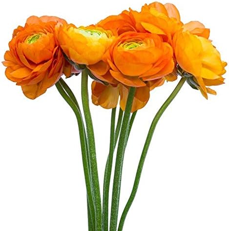 Amazon.com : Orange French Peony Ranunculus - 12 Largest Size Corms ...