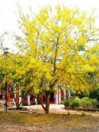Creative Farmer Tree Seeds : Kerala - Kanikonna Seeds- State Flower Of ...