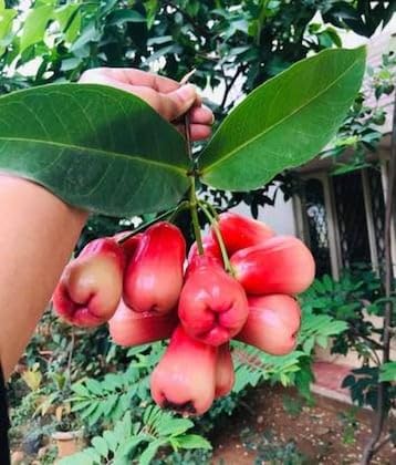 SANJU Live Red Jamrul Fruit Plant (Variety-red Apple jamrul) Pack of 1 ...