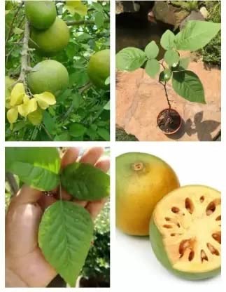 Cloud Farm Bel Tree, Bilva Patra, Bel Patra (Grown through seeds ...