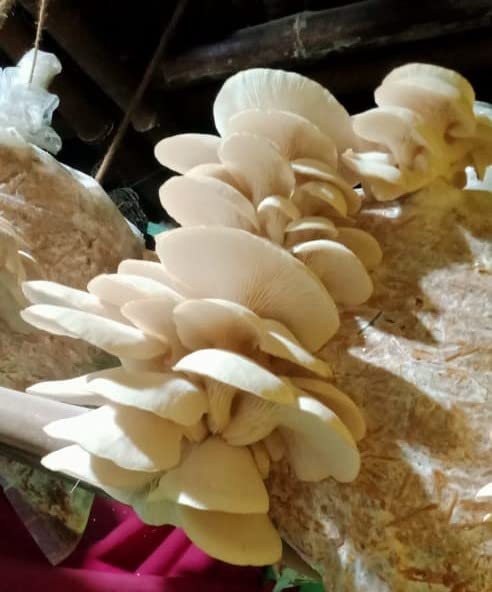 Oyster Mushroom Spawn (P.Sc.- Pleurotus sajor caju) (10kg) : Amazon.in ...