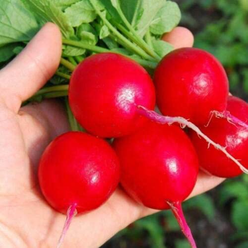 M-Tech Gardens Rare Hybrid Radish " Red " Exotic 20 Vegetable Seeds for ...