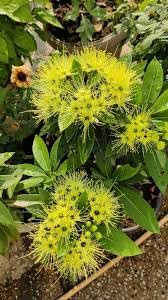 SKY NURSERY ;first love plant live;First Love Yellow Flower Live Plant ...