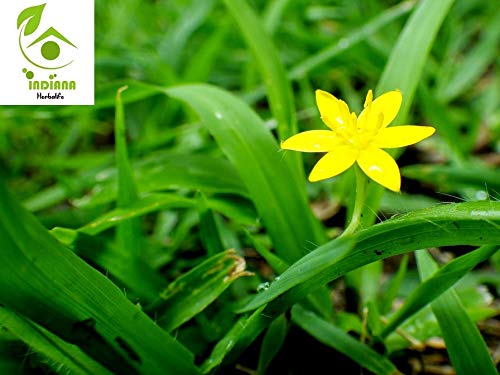 Indiana Golden Eye Grass Orchid palm grass Curculigo orchioides Kali ...