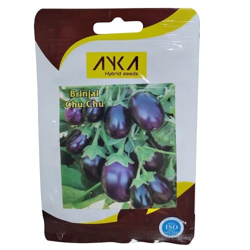 EXCEL OVERSEAS Chu Chu Brinjal Seeds Farm Fresh and Nutrient-Packed ...
