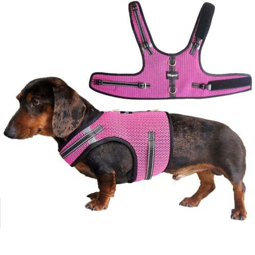 Best Harness Style For Dachshund [Updated On: June 2026]