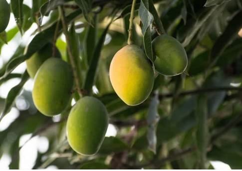 Green view "Pusha Pratibha Mango" Live Amba fruit plant Grafted hybrid ...