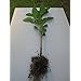 Amazon.com: Bitter Leaf Plant – Vernonia amygdalina. Great Herbal ...