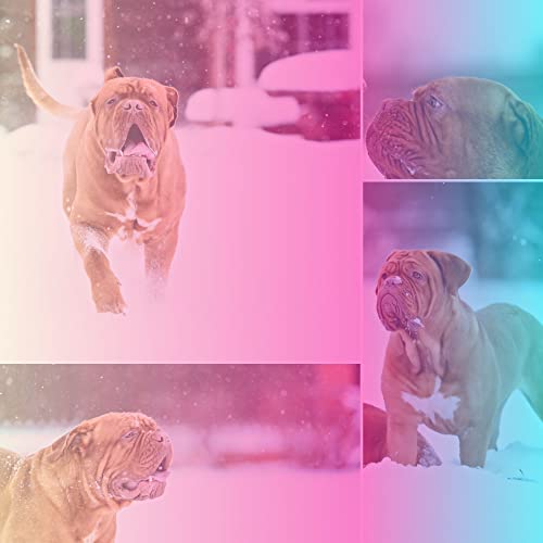 Chill Out Sax - Music for Training Hounds by Dog Music Therapy on ...