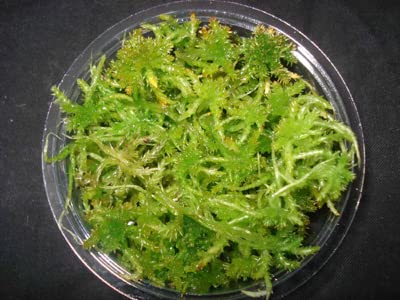 Torfmoos Erde – Die 15 besten Produkte im Vergleich & Angebote ...