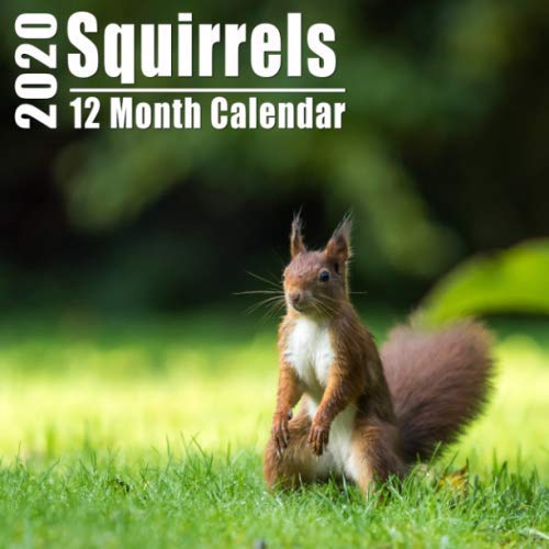 Squirrels Small Calendar 2020: Cute Squirrel Photos Mini Monthly ...