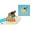 Amazon.com : ETA 3D Colorful Lizard Pop Up Card, 3D Animal Pop Up Card ...