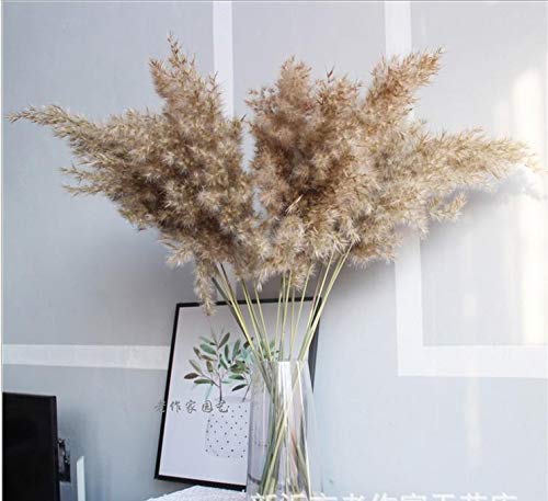 20 Stks Kunstmatige Gedroogde Bloemen Natuurlijke Gedroogde Pluim ...