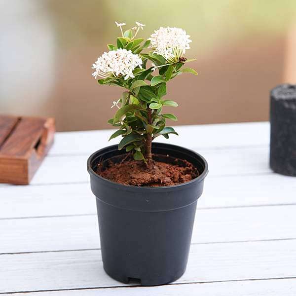 Mphmi Seedless Plant White Flower Plants Ixora Mini Dwarf (White ...