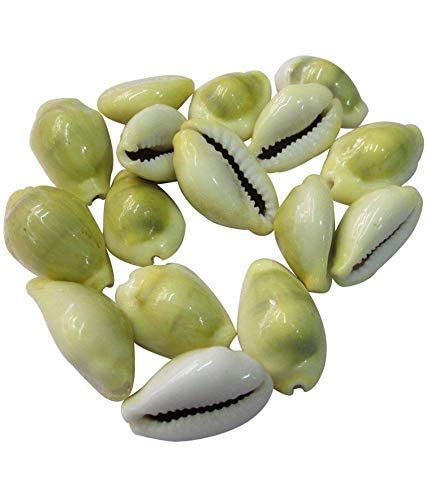Buy Lakshmi Peeli/Yellow Kawri, Kodi Peeli Cowrie Sea Shell - Pack of ...
