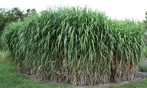 Smart Napier Grass Sticks Pack Of 120 : Amazon.in: Garden & Outdoors