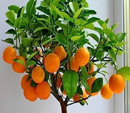 Royal Gardens Orange Fruit Live Plant, Narangi Plant, Citrus, Sinensis ...
