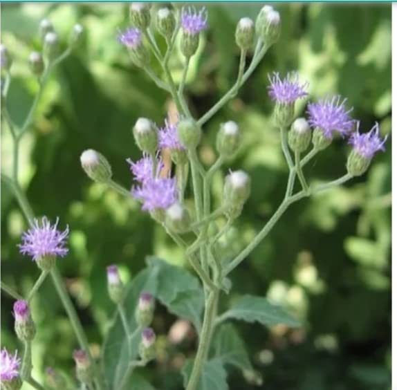 Sahadevi/Vernonia/Sridevi plant seeds - 50 Nos : Amazon.in: Garden ...