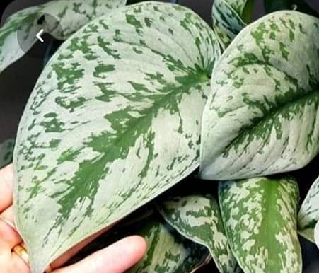 Buy ExoticRarePlants Scindapsus pictus Silver lady 'Mini leaf' (silver ...