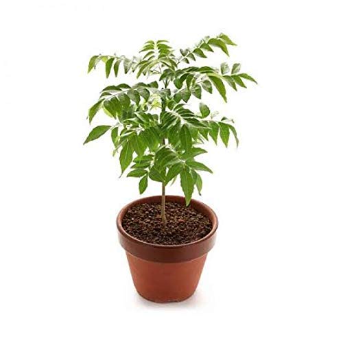 Plant Curry Leaves, Kadi Patta, Murraya koenigii, Meetha Neem - Plant ...