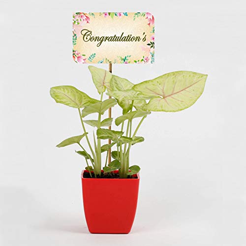 Vibrant Green Syngonium Plant In Red Plastic Pot With Congratulation's ...