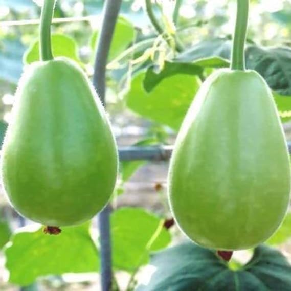 Organic Bottle Gourd Seeds for Home Gardening | Summer Vegetables Seeds ...