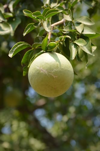 GLOBQRO Live Indian Bel Fruit Plant | Bael Patra | Stone Apple | Bilva ...