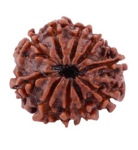 Gemstone Gallery Das Mukhi Rudraksha Original Certified 10 मुखी नेपाली ...