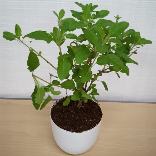Nature's Greengrow India Natural Live Tulsi (Holy basil) Plants With ...