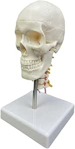 Amazon.com: Labstandard Practical Skull Model Human Head Skull ...