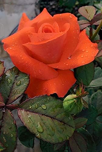 Amazing Orange Rare Color Orginal Hybrid Rose Plant : Amazon.in: Garden ...
