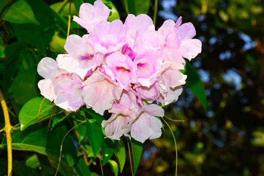 GreenPoint White Garlic Vine Mansoa Alliacea Flower Healthy Live Plant ...