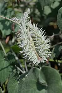 veliparuthi-uthamani-utran-Pergularia daemia-trellis-vine 20 seeds ...