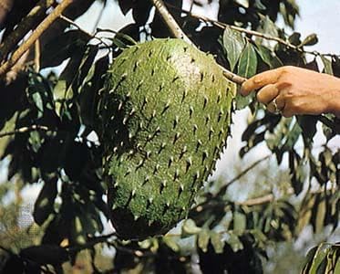 Expensive Corossol, Soursop Fruit Plant, Lakshman Phal, Graviola Annona ...
