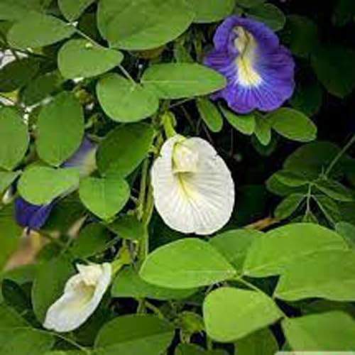 NatureHills Aparajita Seeds Mixed Color Pack Blue Pink White, Double ...