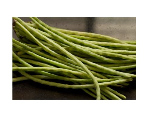 Chawla Fali Seeds (500 Grams) : Amazon.in: Garden & Outdoors